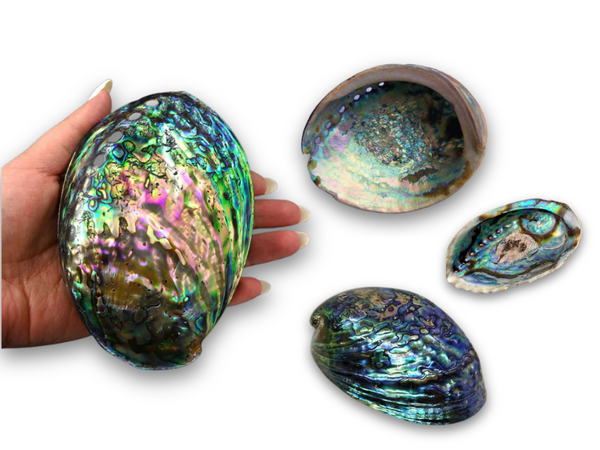 Abalone shells - A complete guide to identify the real gem
